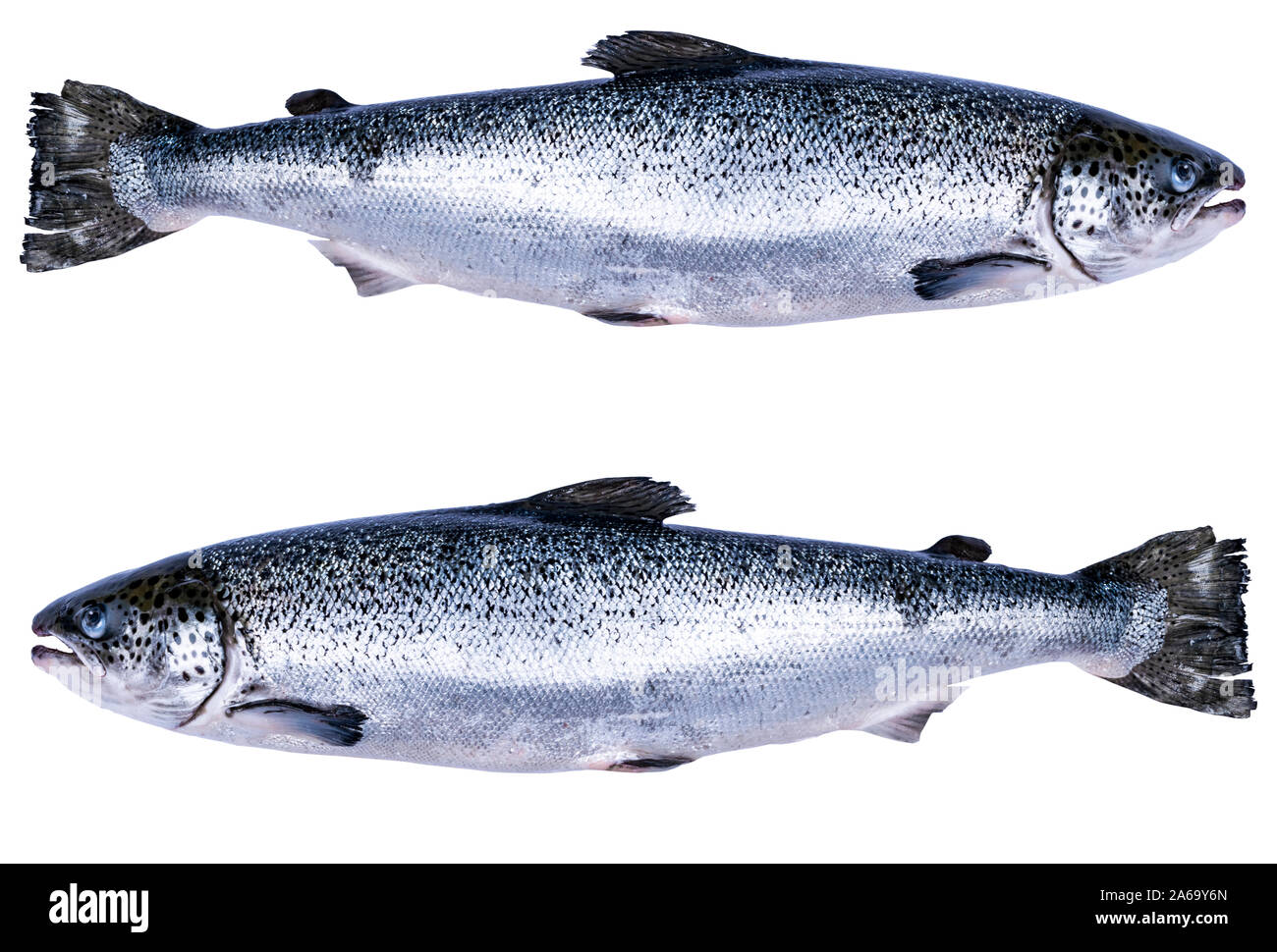 Set of Salmon fish isolated on white background. Fresh wild salmon ...
