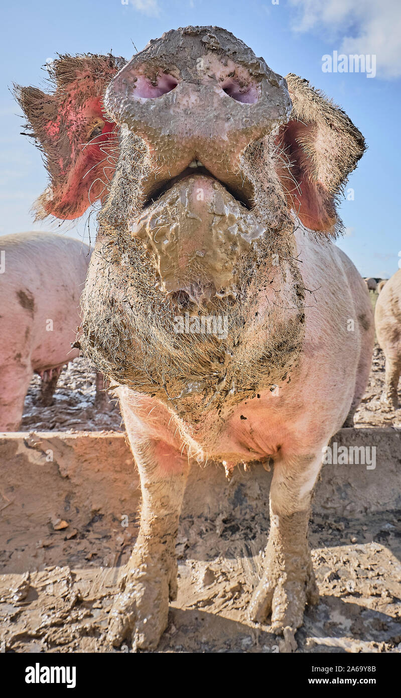 Muddy pigs pigsty hi-res stock photography and images - Alamy