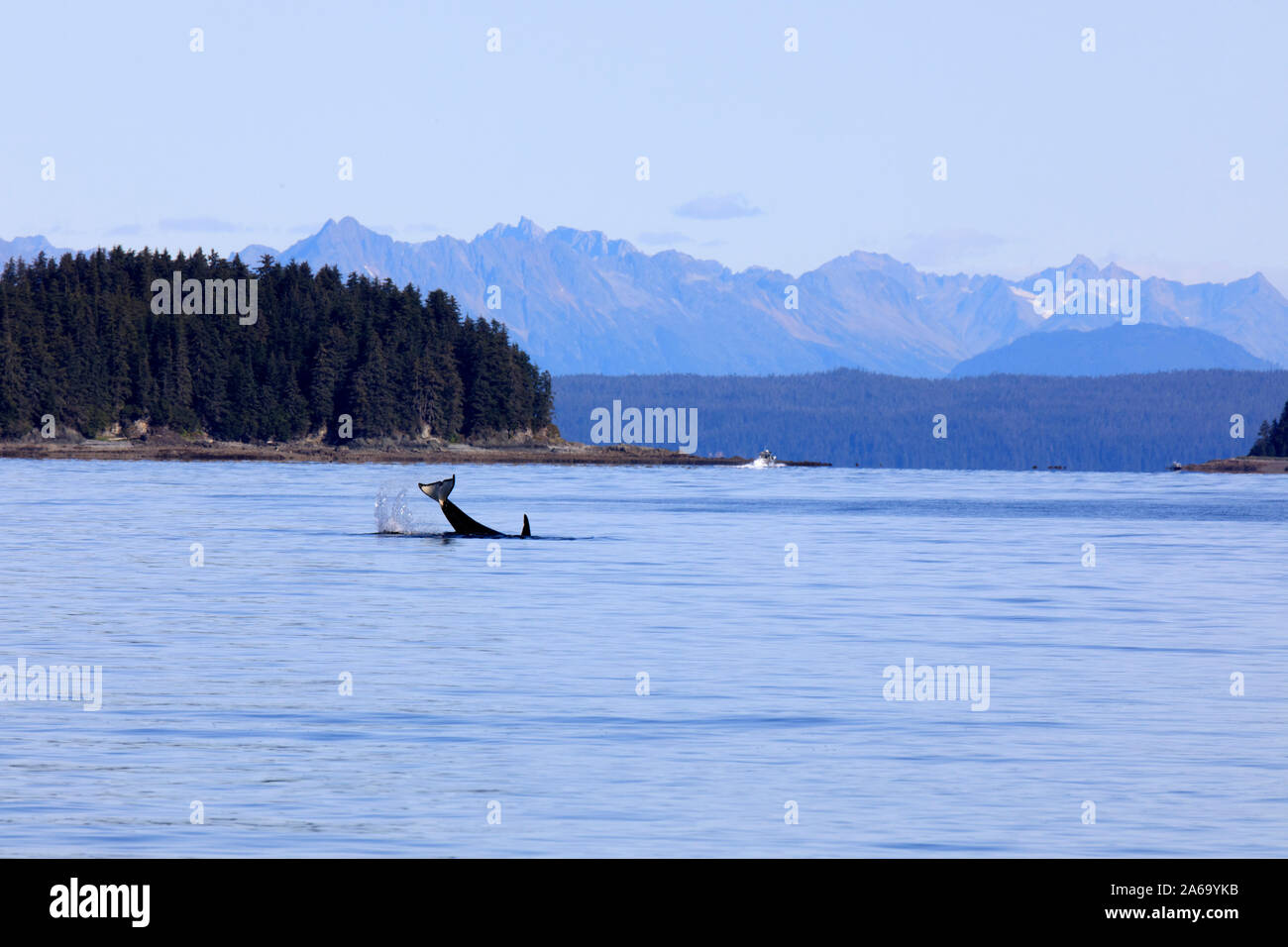 Icy strait point alaska whale hi-res stock photography and images - Alamy