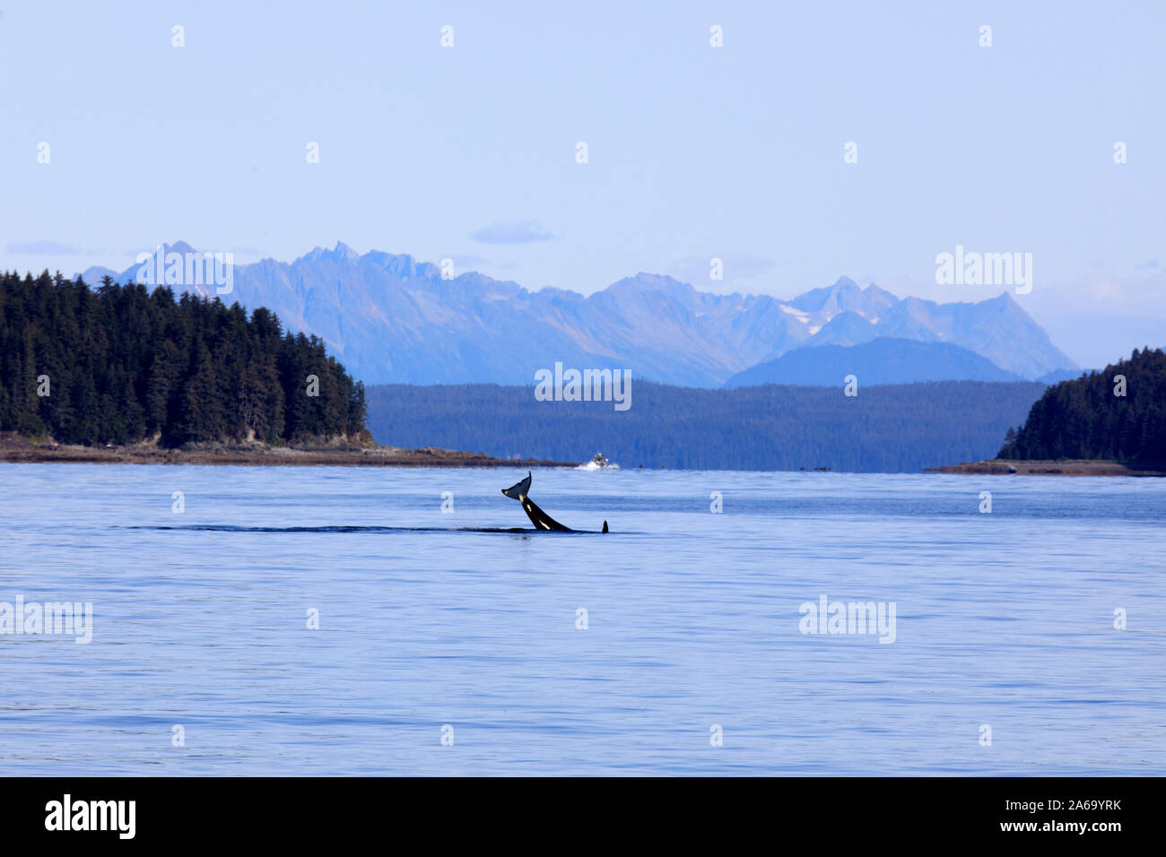 Orca at Strait Point, Strait Point, Alaska, USA Stock Photo - Alamy