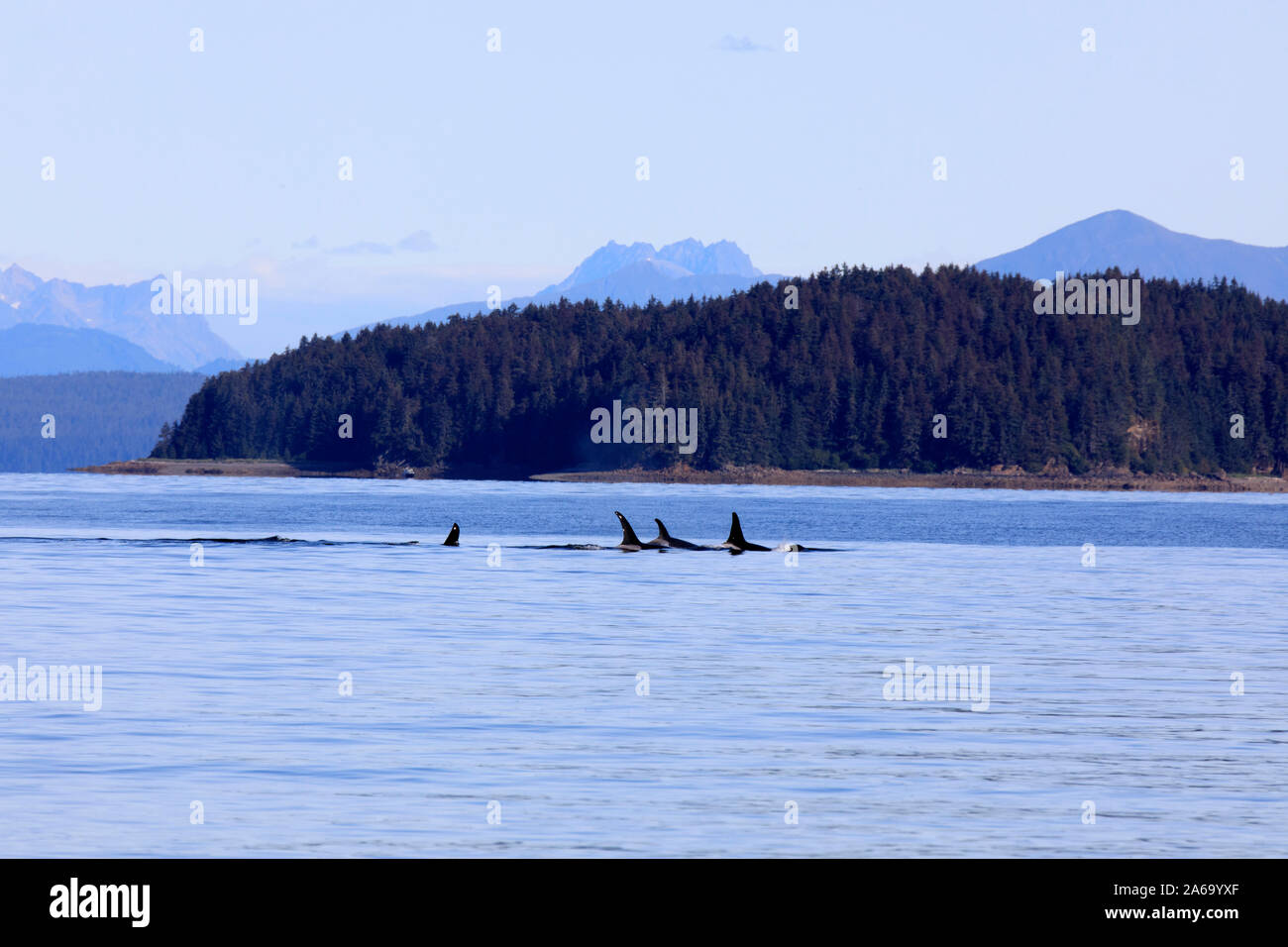 Orca at Strait Point, Strait Point, Alaska, USA Stock Photo - Alamy