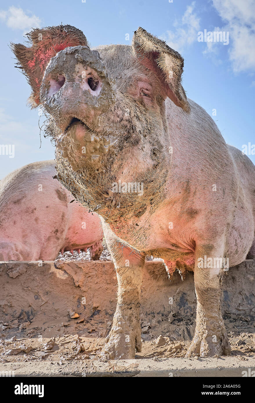 Muddy pigs pigsty hi-res stock photography and images - Alamy