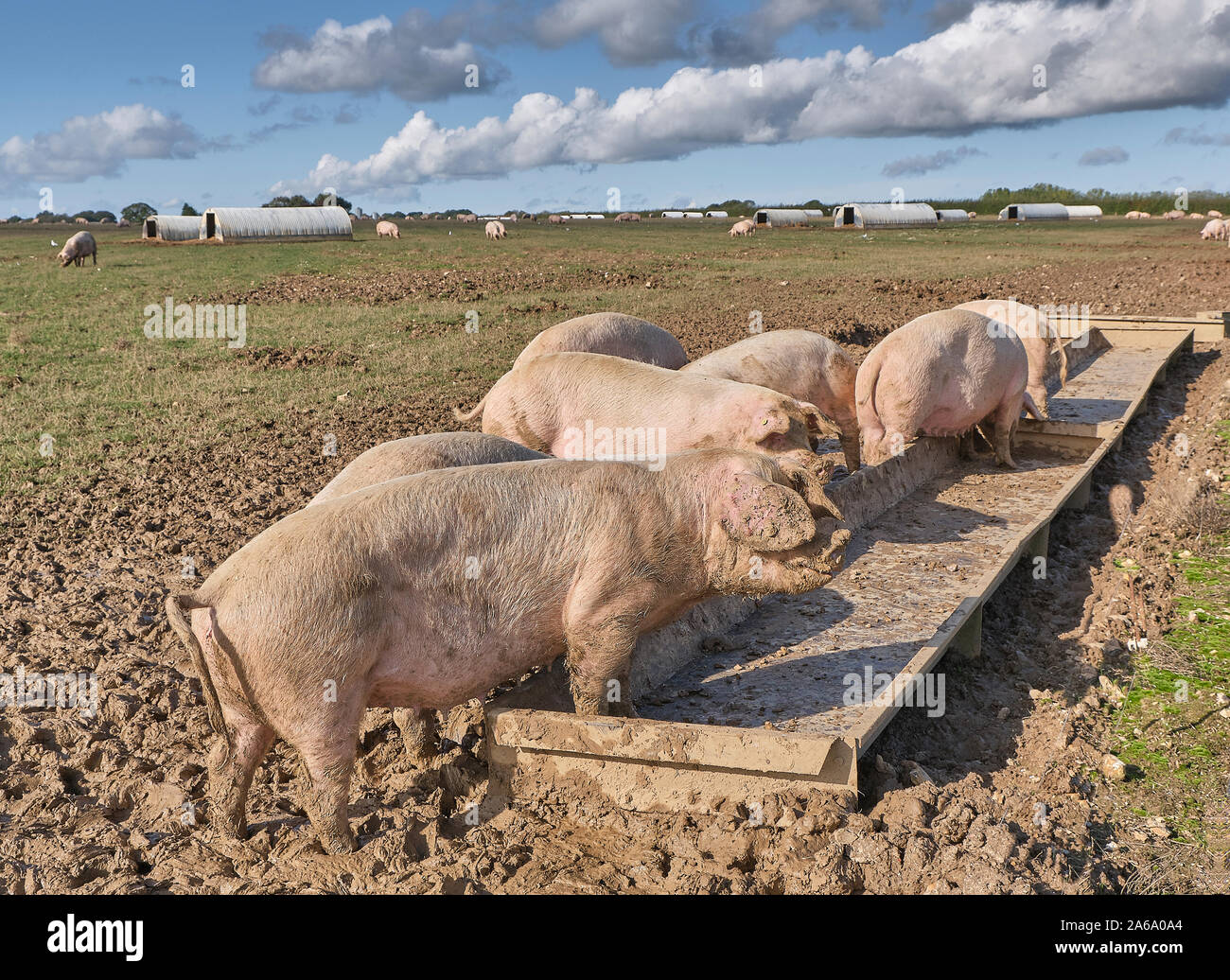 Muddy pigs pigsty hi-res stock photography and images - Alamy