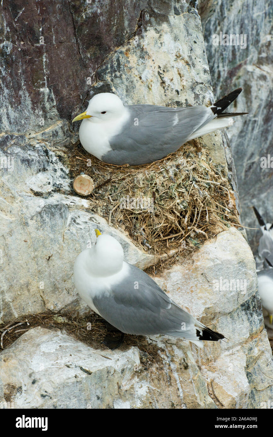 Kittiwakes (Larus tridactyla) nesting on thin cliff ledges. Farne ...