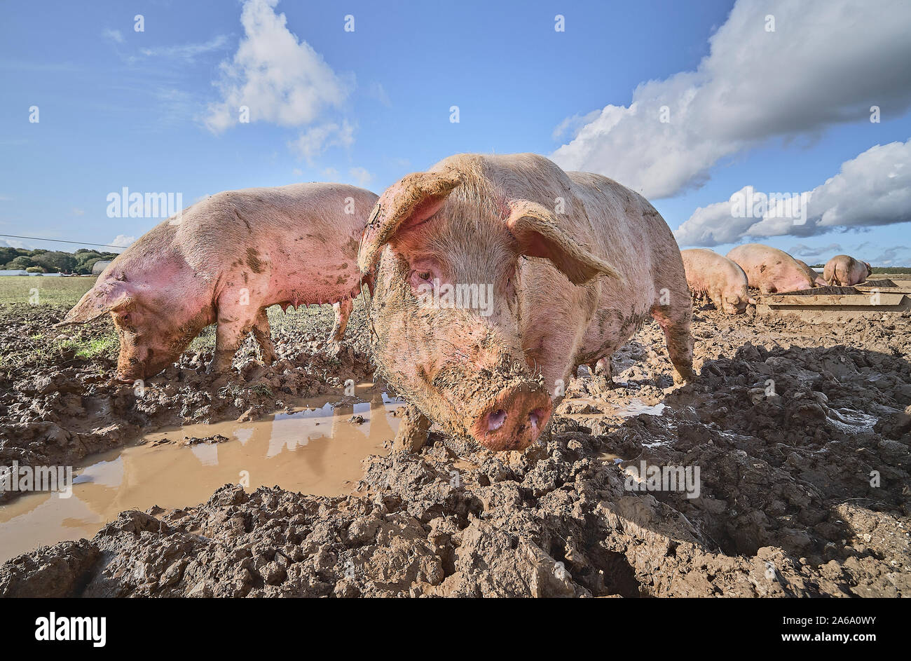 Two pigs in mud hi-res stock photography and images - Alamy