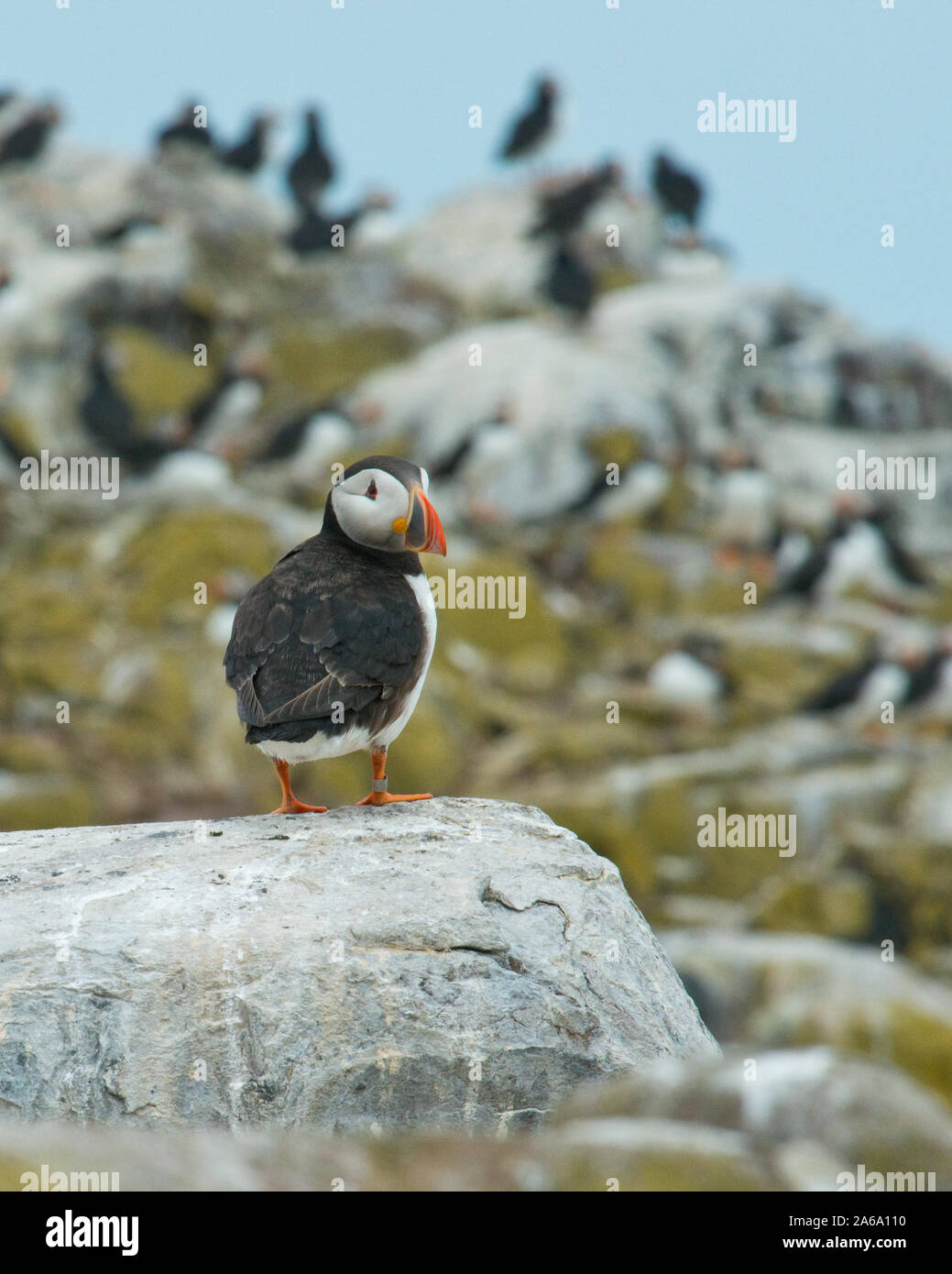 Puffins (Fratercula artica). Farne Islands, Northumberland, England ...
