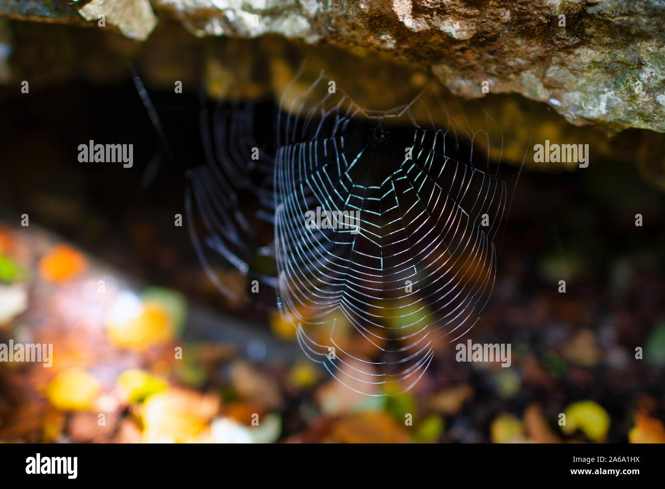 Cave spiders hi-res stock photography and images - Alamy