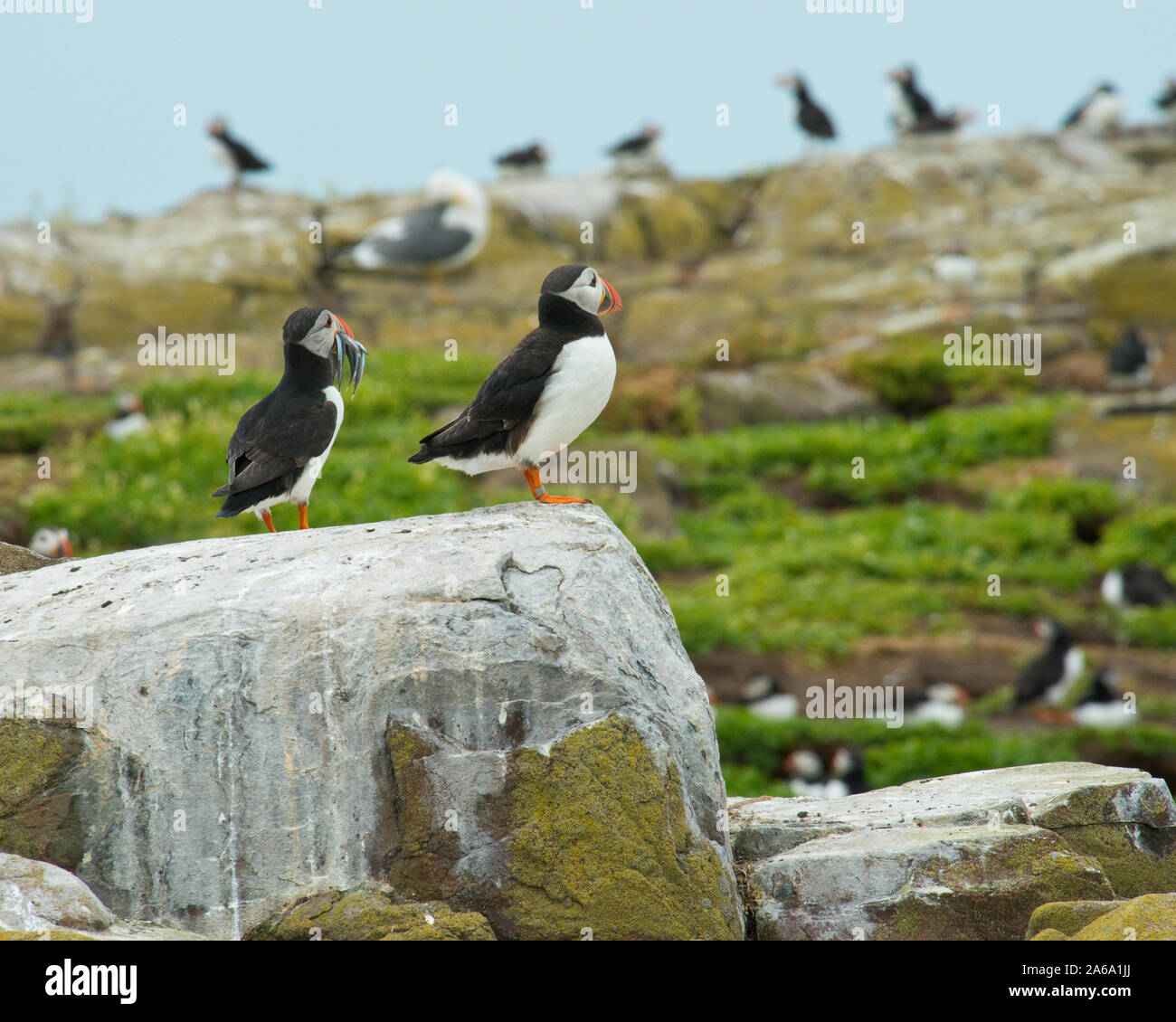 Puffins (Fratercula artica). Farne Islands, Northumberland, England ...