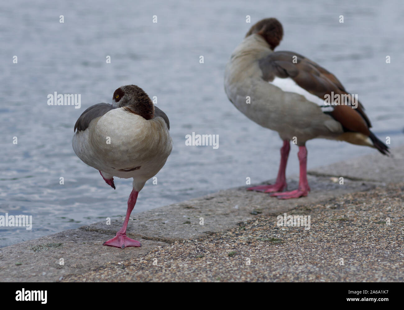 On one leg there bad standing hi-res stock photography and images - Alamy