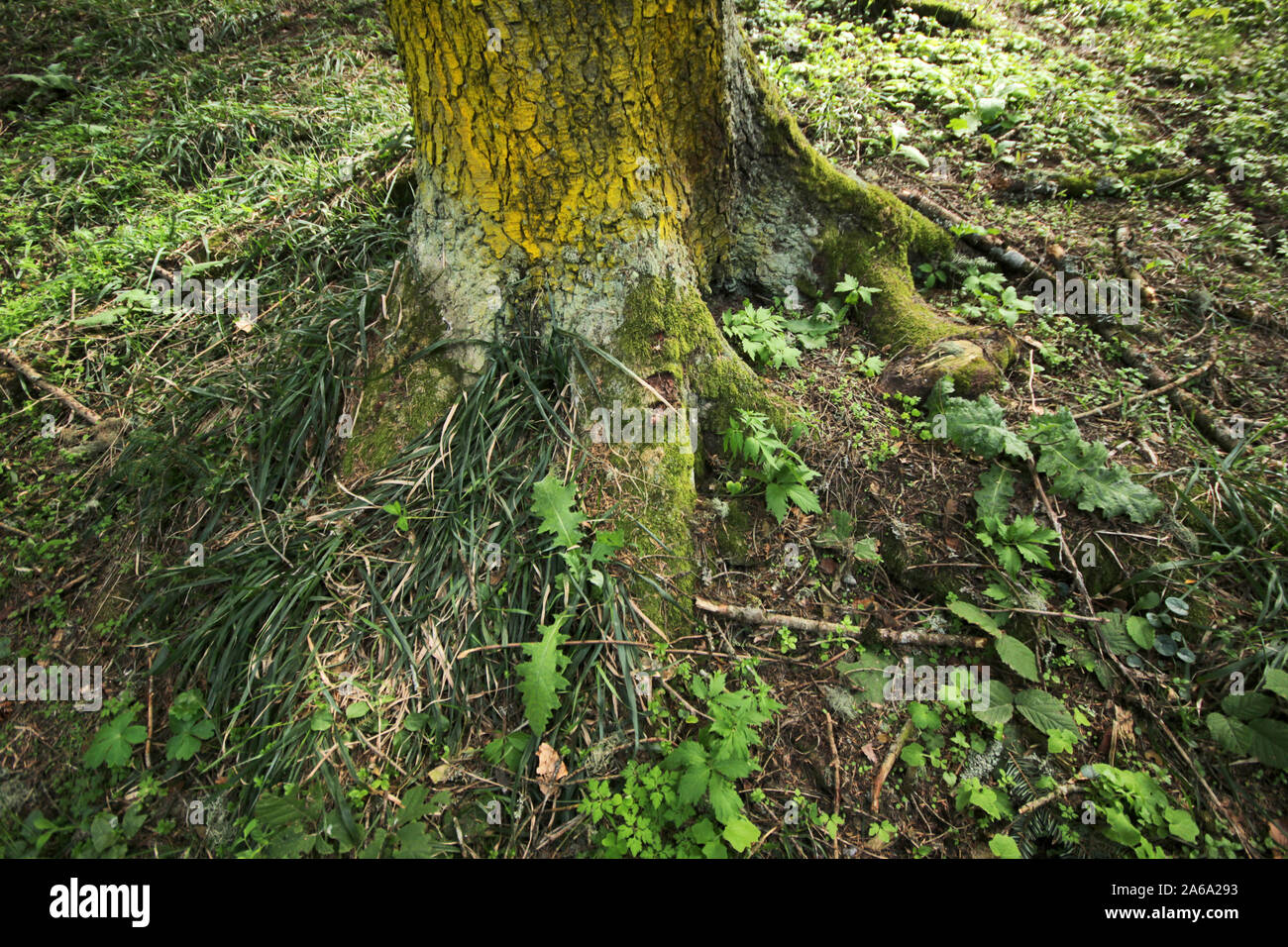 Tree underground branches hi-res stock photography and images - Alamy
