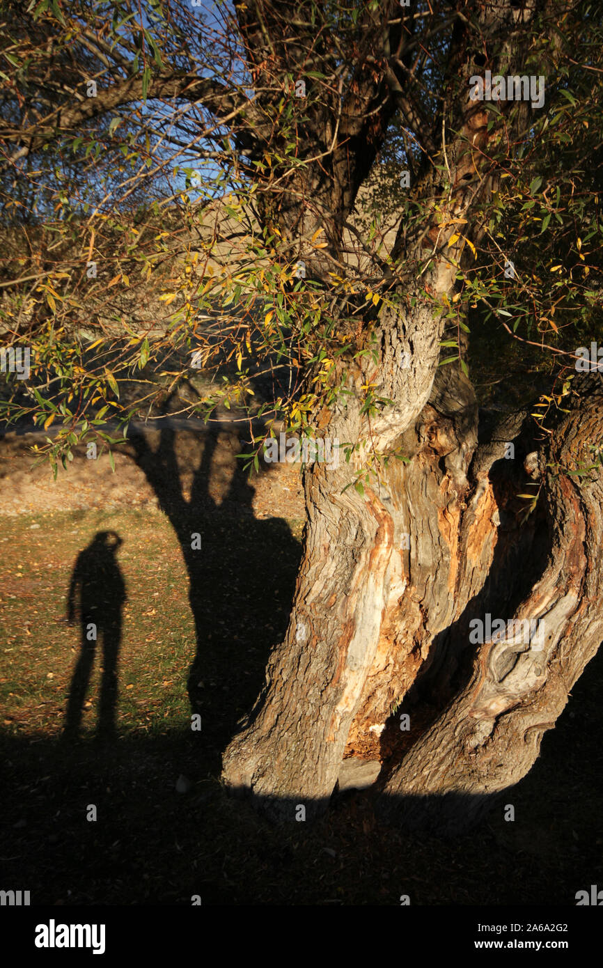 willow tree and human shadow Stock Photo - Alamy