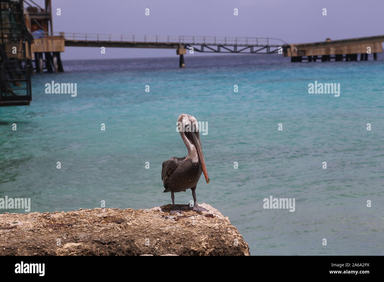 Pelican Caribbean Bird nature Bonaire island Caribbean Sea Stock Photo ...