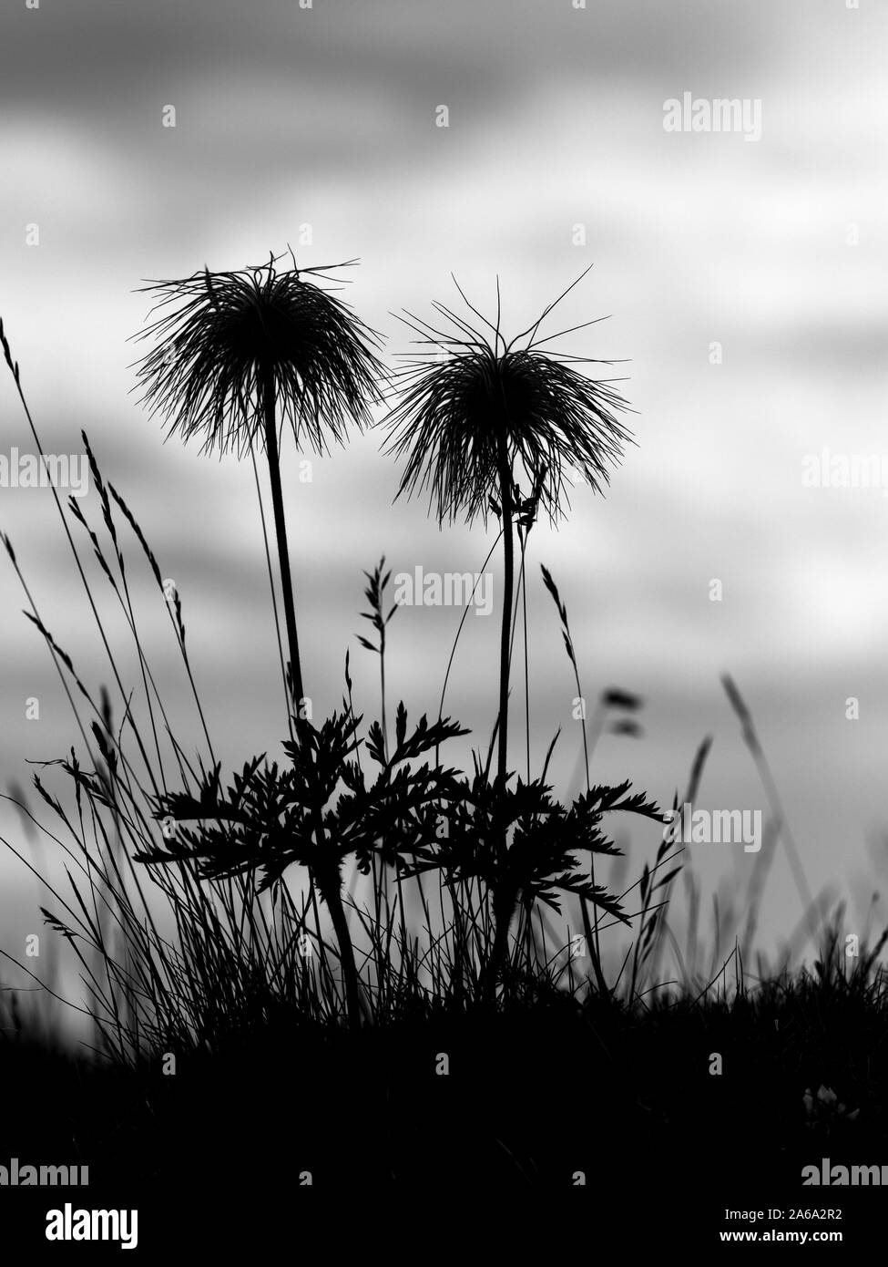 Flowers europe meadow Black and White Stock Photos & Images - Alamy