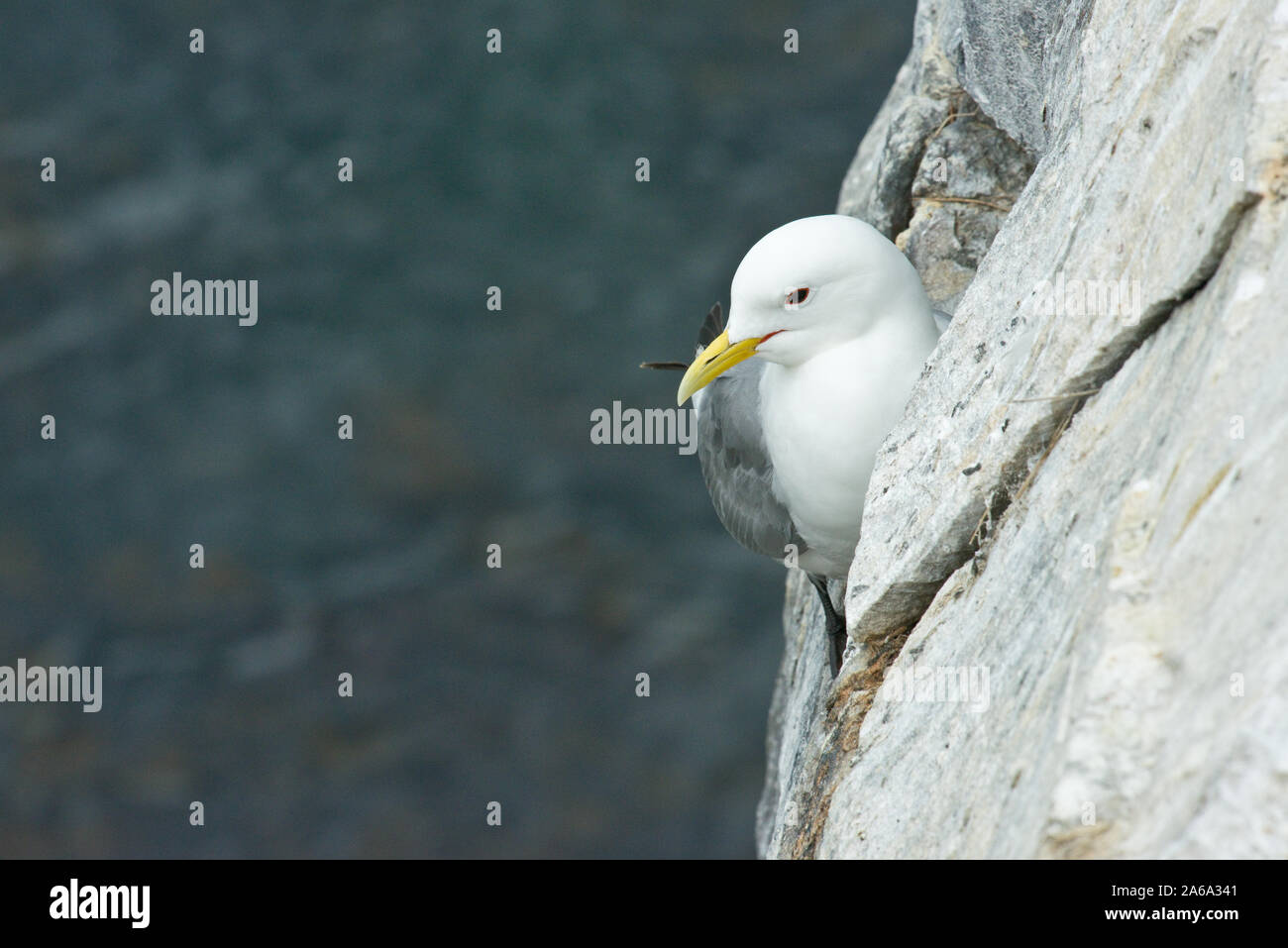 Kittiwake (Larus tridactyla) on thin cliff ledge. Farne Islands ...