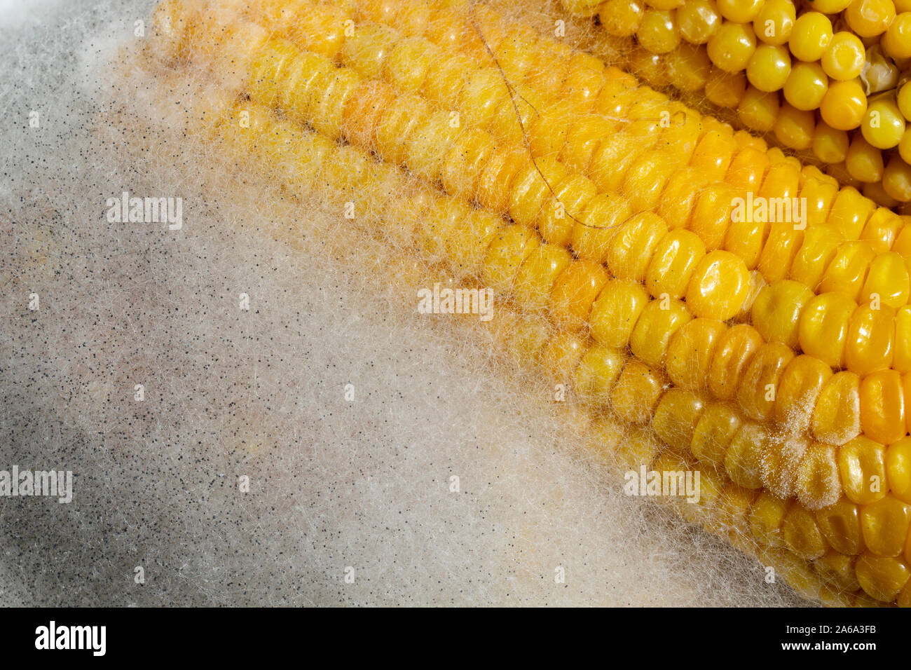 moldy corn in the plate Stock Photo - Alamy
