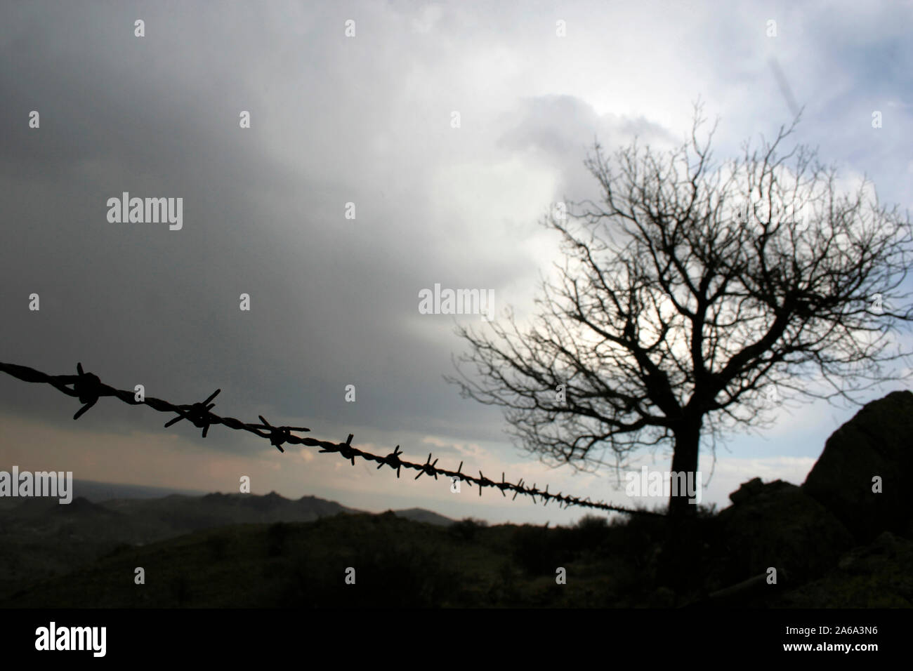 barbed wire mesh and tree Stock Photo - Alamy