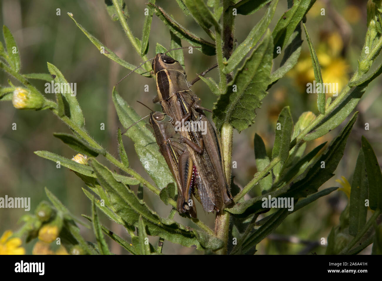 White banded grasshopper hi-res stock photography and images - Alamy