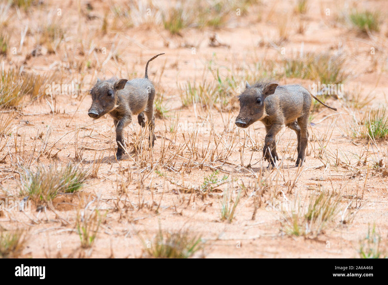 Two warthog piglets walking through a sandy landscape, Namibia, Africa ...