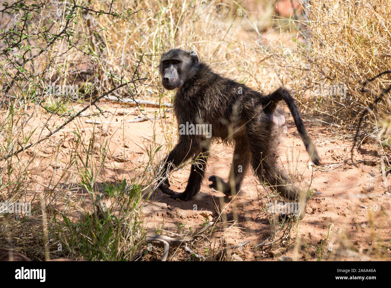 Baboon Walking High Resolution Stock Photography and Images - Alamy