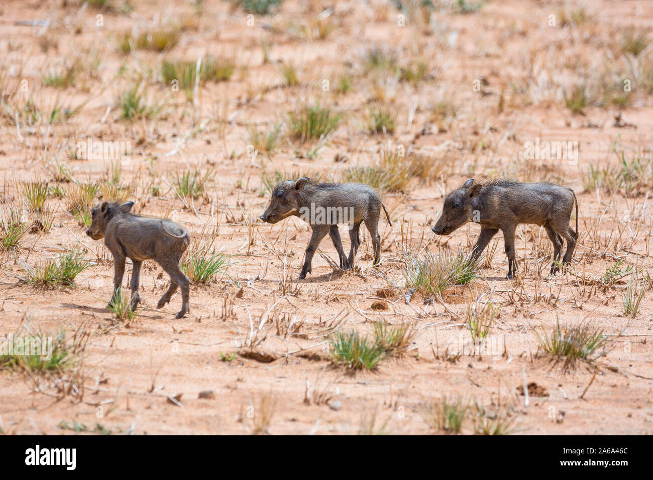 Three warthog piglets walking through the steppe, Namibia, Africa Stock ...