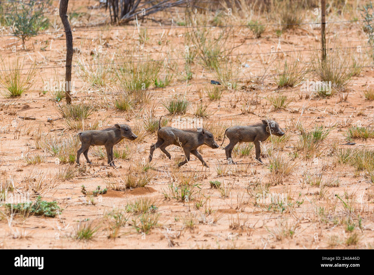 Three warthog piglets walking through the steppe, Namibia, Africa Stock ...