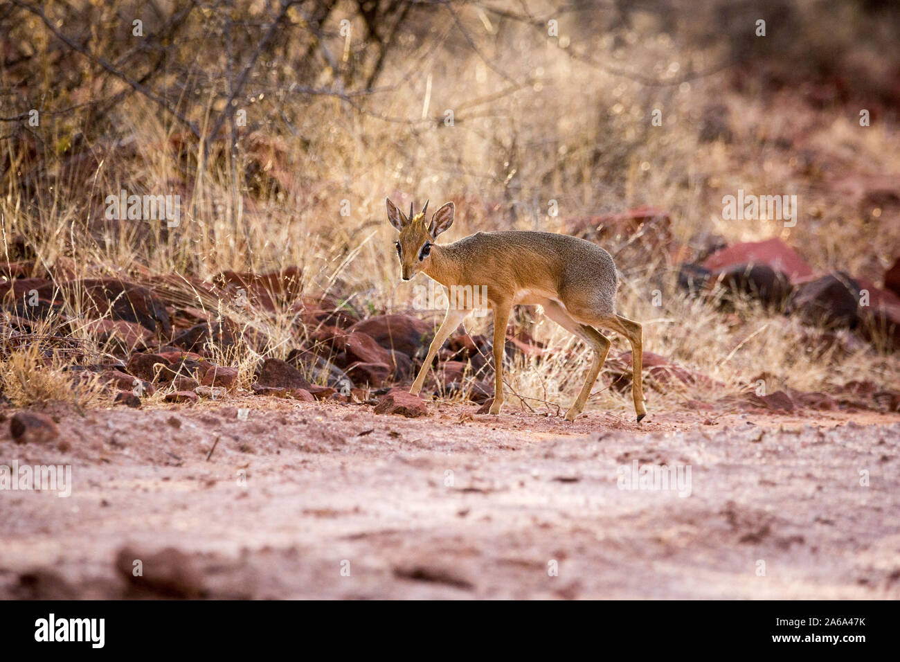 Dik dik antelope hi-res stock photography and images - Alamy