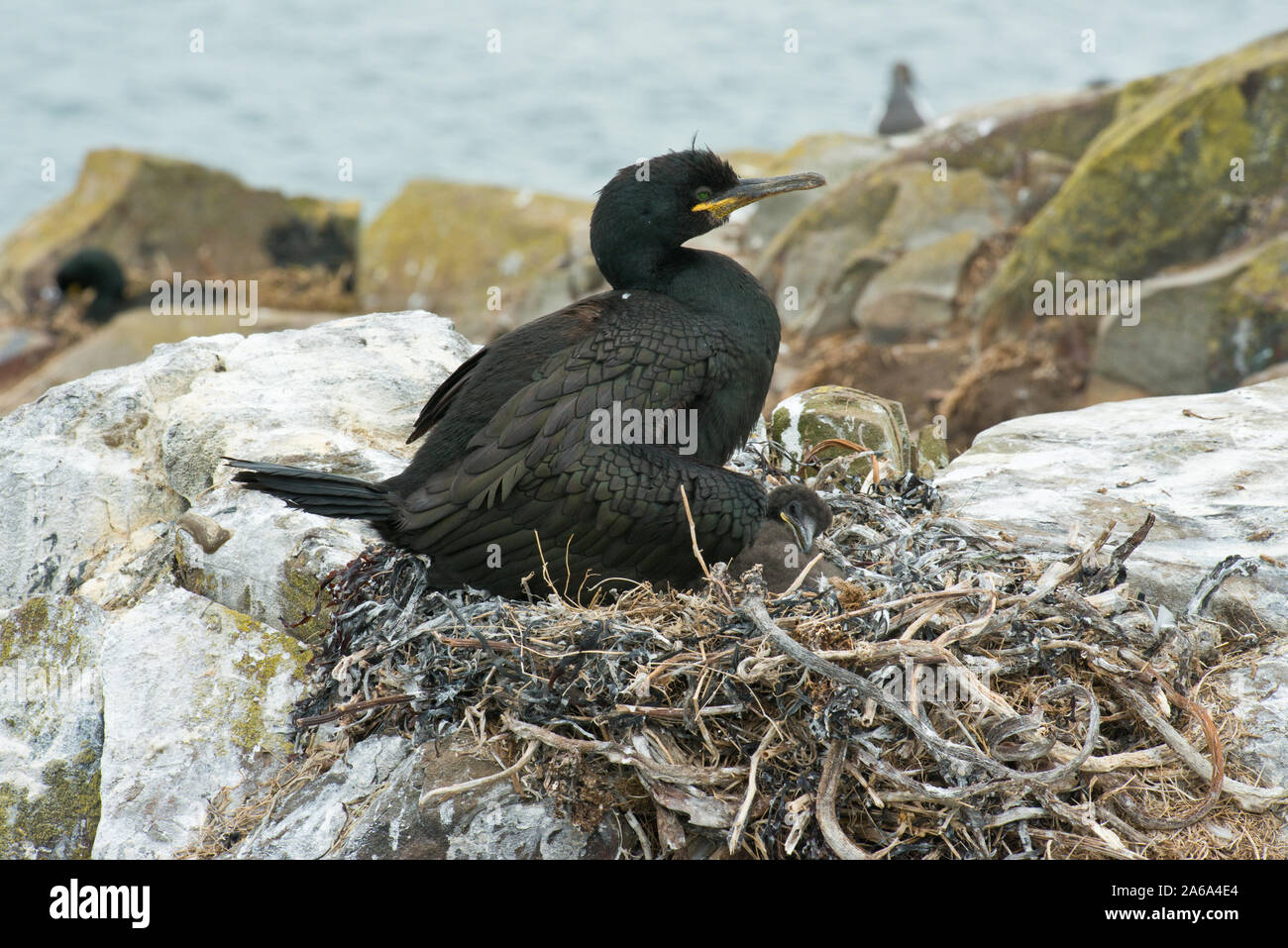 Common shag (European shag) nesting on seacliffs. Farne Islands ...