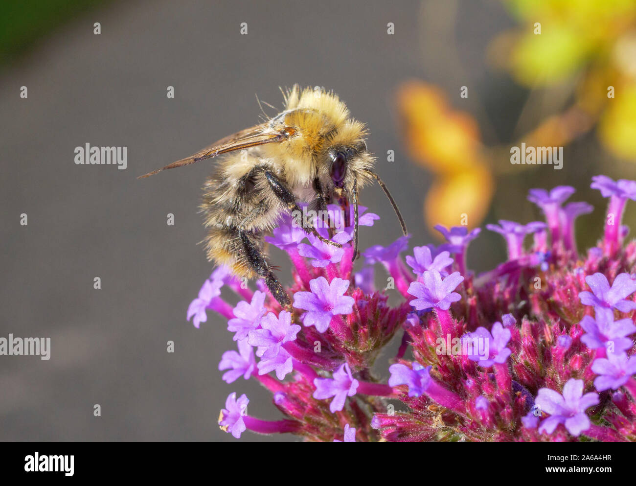 Patchwork leafcutter bee hi-res stock photography and images - Alamy