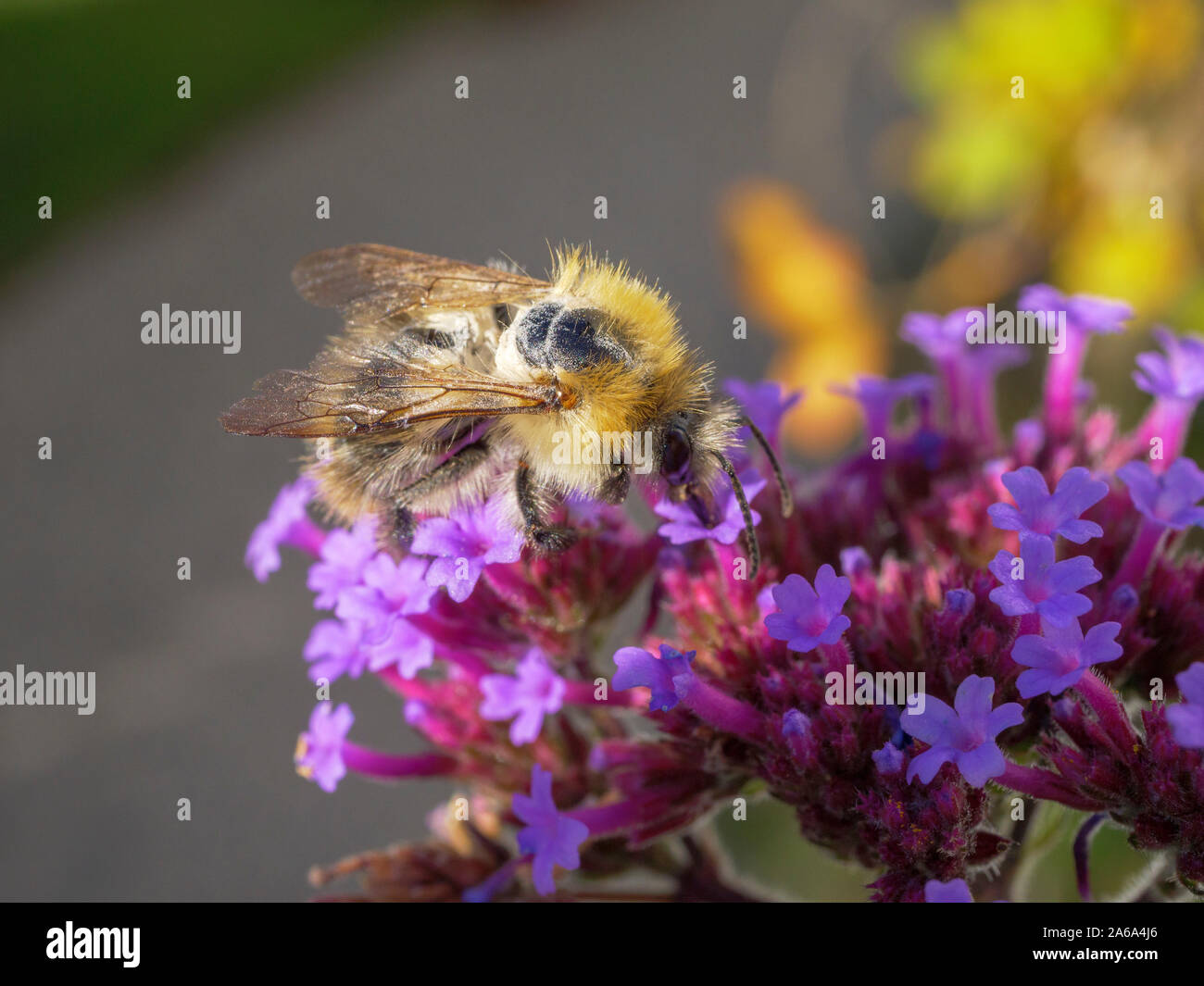 Patchwork leafcutter bee (Megachile centuncularis) on a purple blossom ...