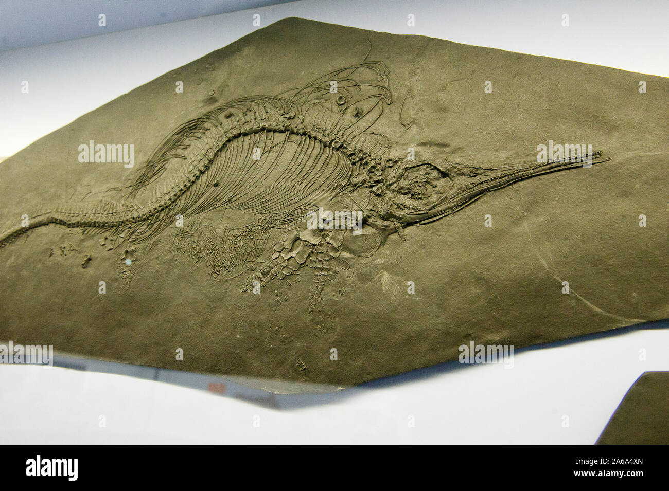 Switzerland mixosaurus sp hi-res stock photography and images - Alamy