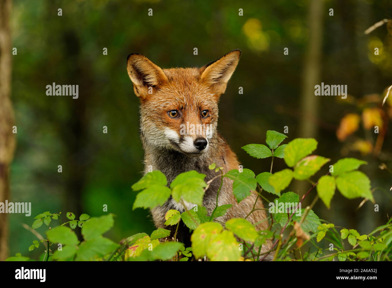 Gorgeous Fox with a tick attached to his eye & a ked running through ...