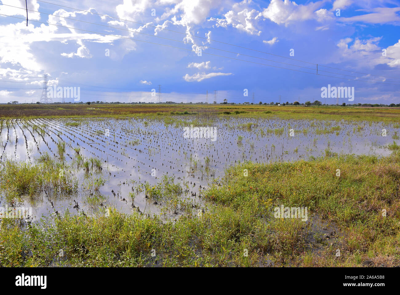 Due to excessive rain. the fields are flooded and soybean crop is being ...