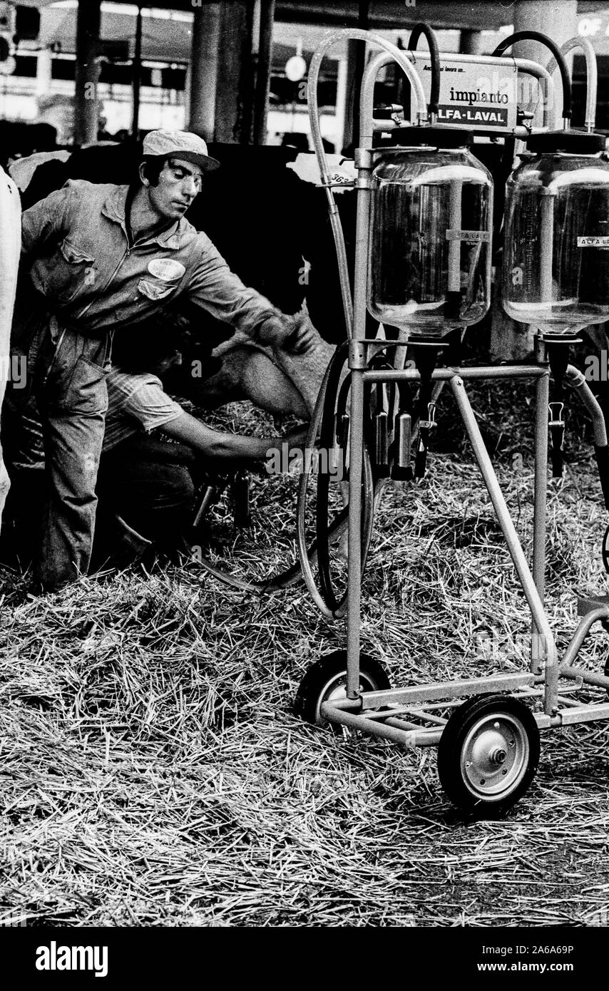 Historical farm animals breeding hi-res stock photography and images ...