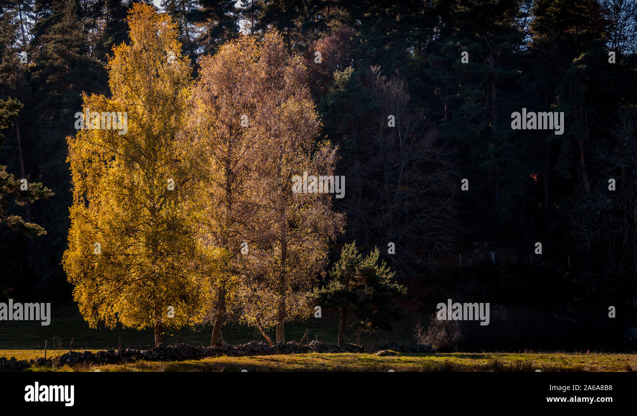 Backlit autumn trees with darker background.room for copy Stock Photo ...