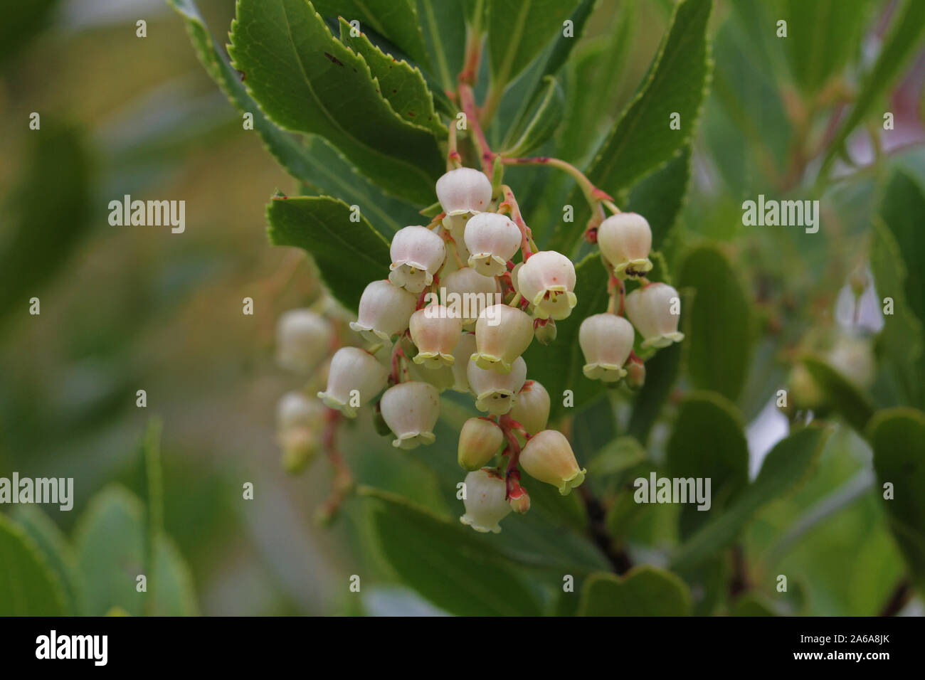 strawberry tree blossom Latin arbutus unedo showing bell-shaped flowers ...