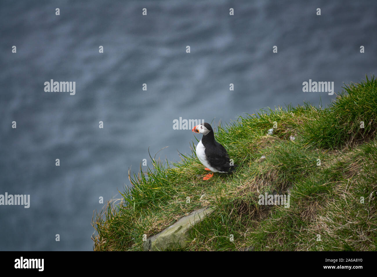 Sad puffin hi-res stock photography and images - Alamy