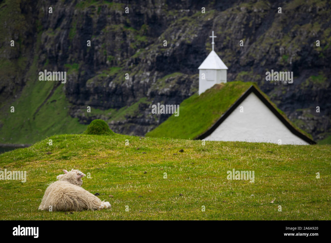 Sheep looking down hi-res stock photography and images - Alamy