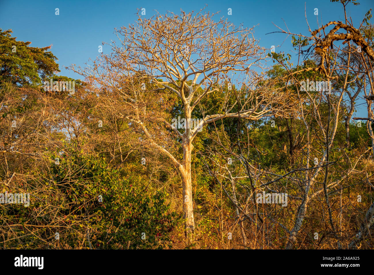 A different white tree in the forest Stock Photo - Alamy