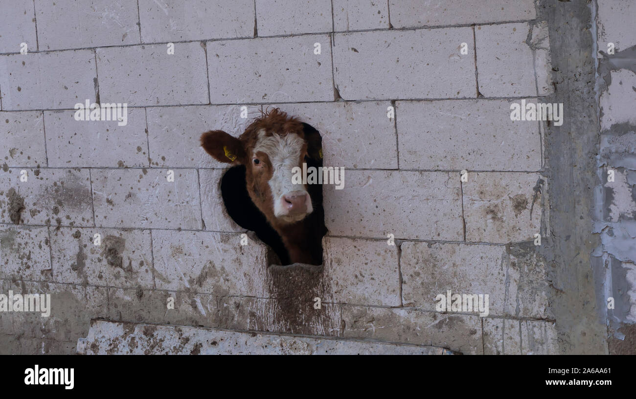 Art portret. Amazing portrait of a cow looking through a hole in the ...
