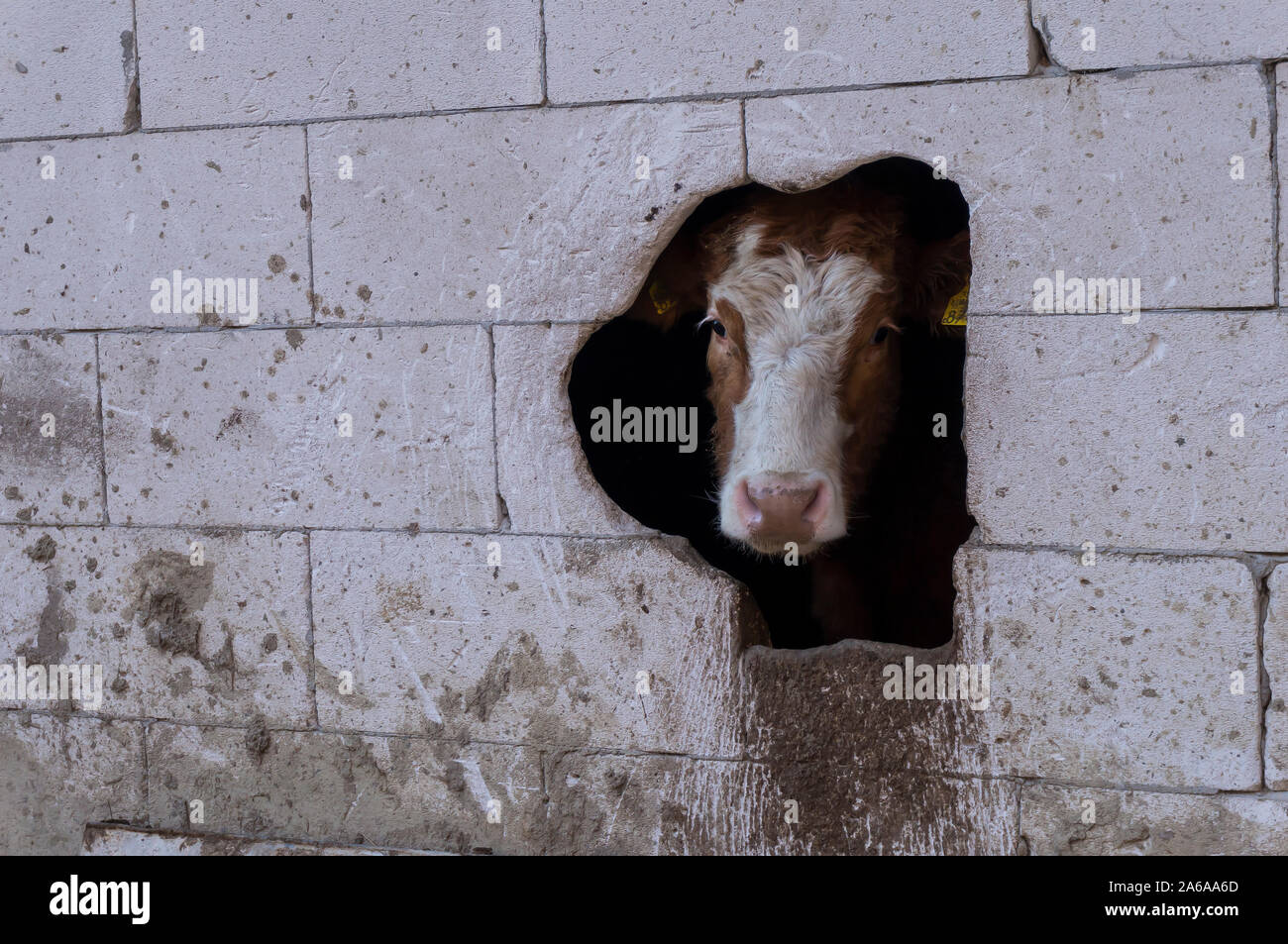 Art portret. Amazing portrait of a cow looking through a hole in the ...