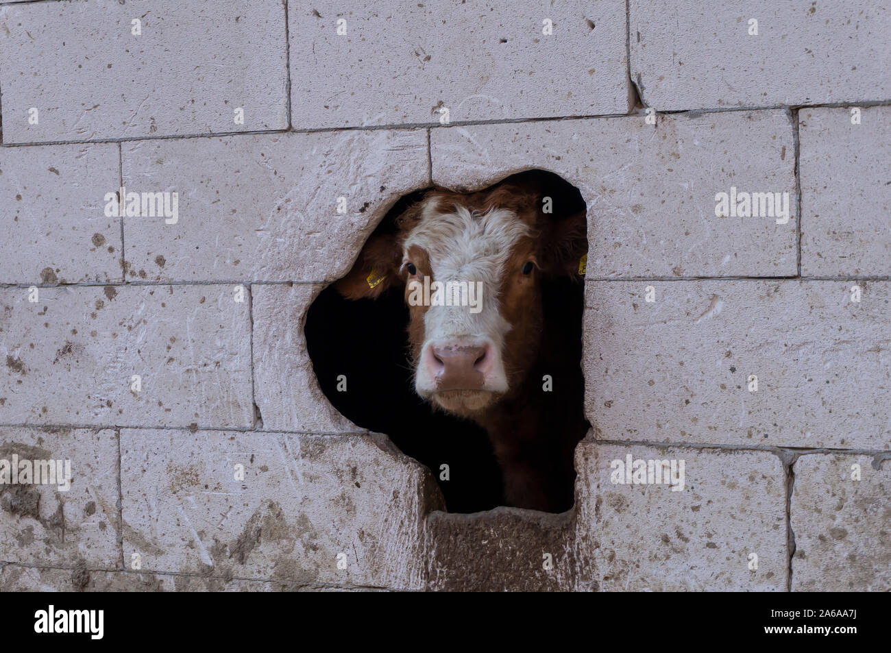 Art portret. Amazing portrait of a cow looking through a hole in the ...