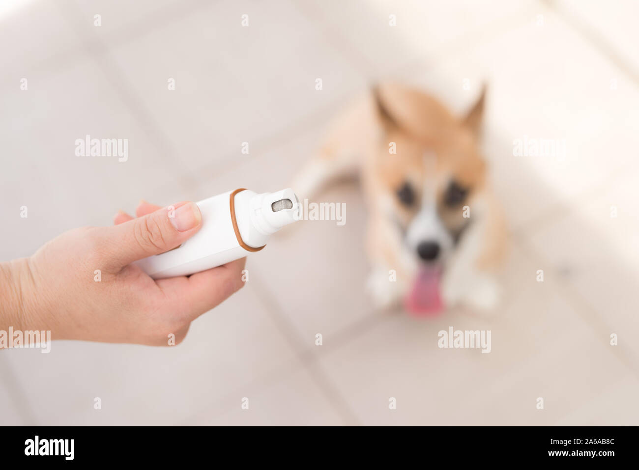 Woman's hand holding dog grinding toenails Stock Photo - Alamy