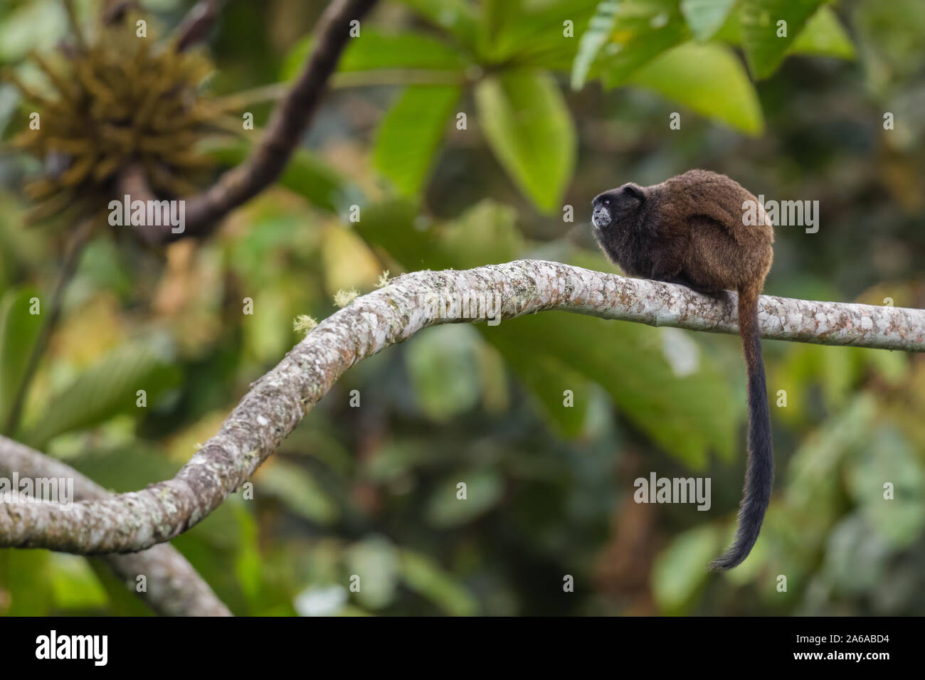 Graells's Black-mantle Tamarin- Saguinus nigricollis graellsi, shy tiny ...