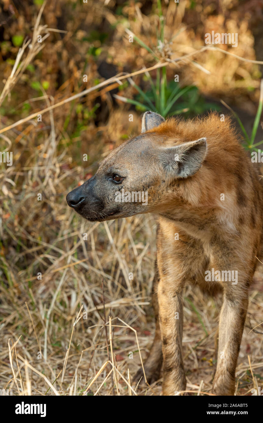 A spotted hyena (Crocuta crocuta) in the bush at Sabi Sands game ...