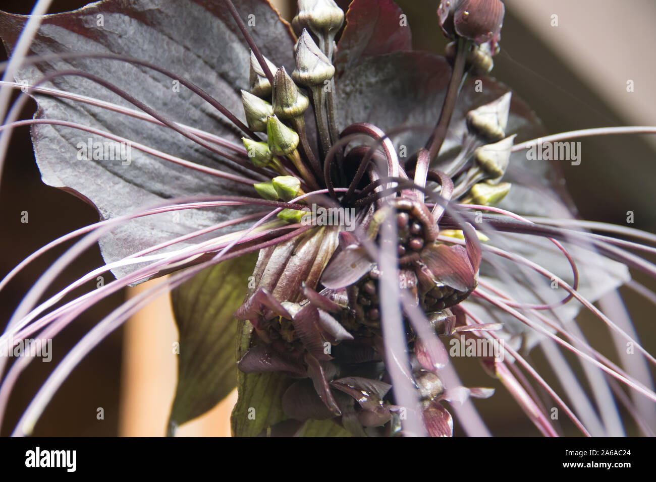 Black bat flower hi-res stock photography and images - Alamy
