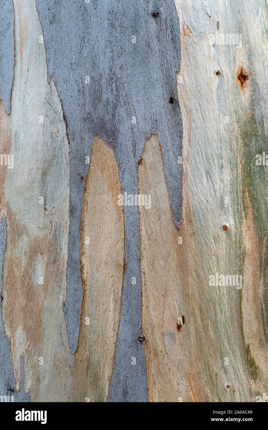 Australian gum tree detail bark hi-res stock photography and images - Alamy
