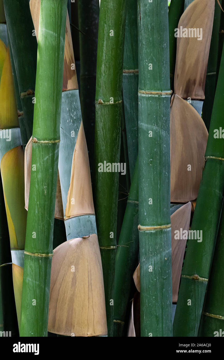 Bamboo cluster hi-res stock photography and images - Alamy