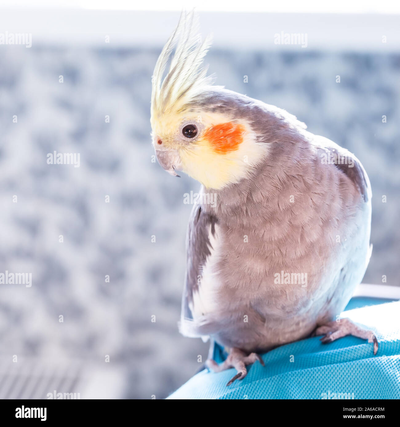 Grey Corella Parrot (Nymphicus hollandicus) sitting on the shoulder ...