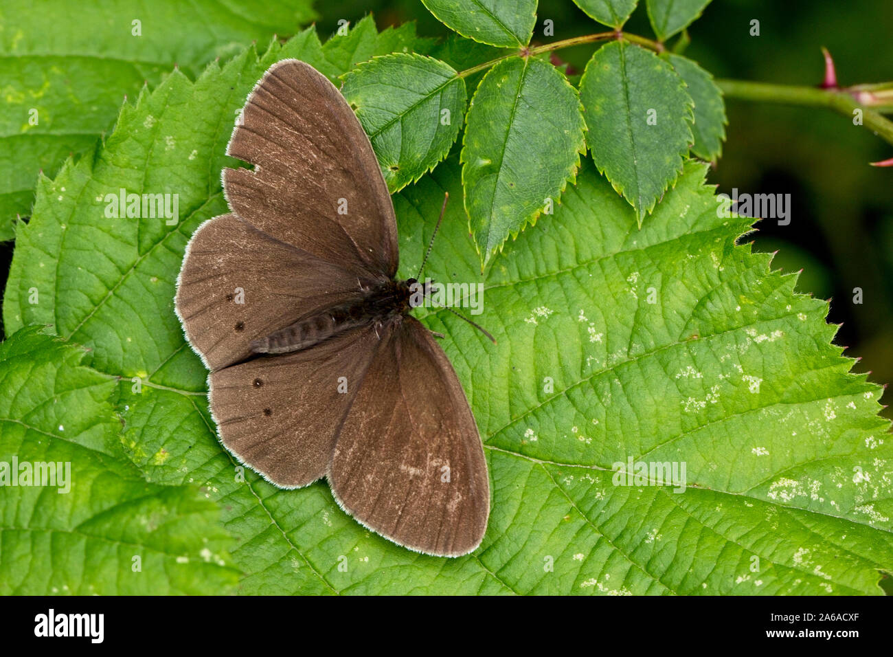 Ringlet butterfly (Aphantopus hyperantus), a worn individual, Egleton ...