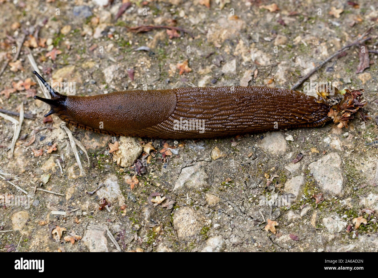 Spanish Slug (Arion vulgaris), Egleton Reserve, Rutland Water ...